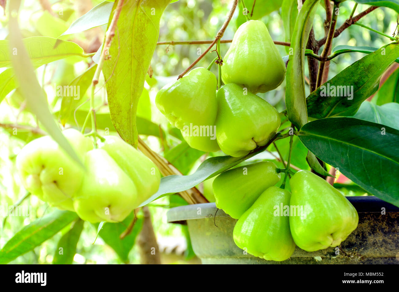 Apple grow hi-res stock photography and images - Alamy