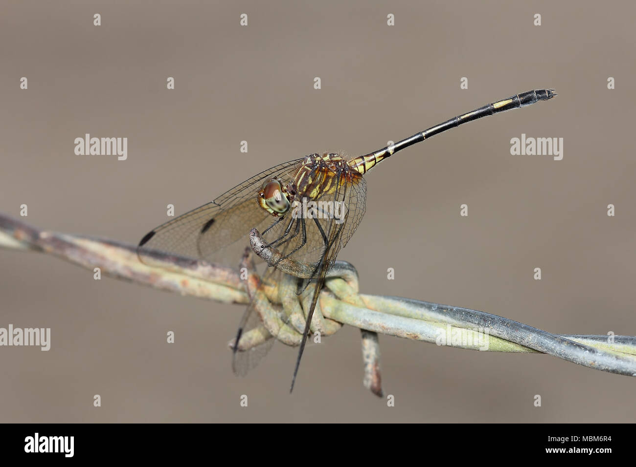 Libellulidae hi-res stock photography and images - Alamy