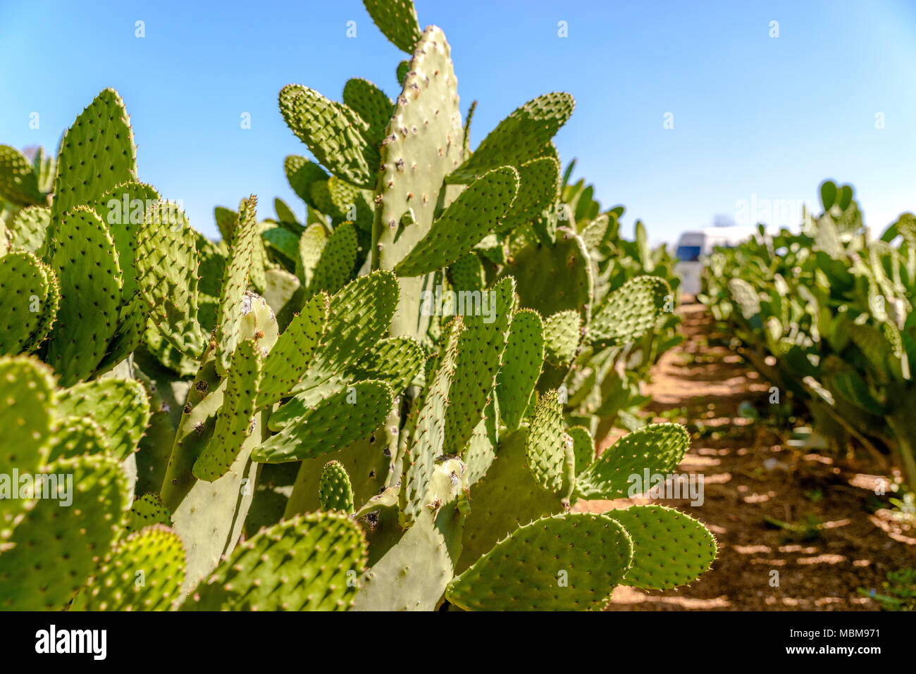 Cactus, Nopal in Milpa Alta Mexico Stock Photo - Alamy