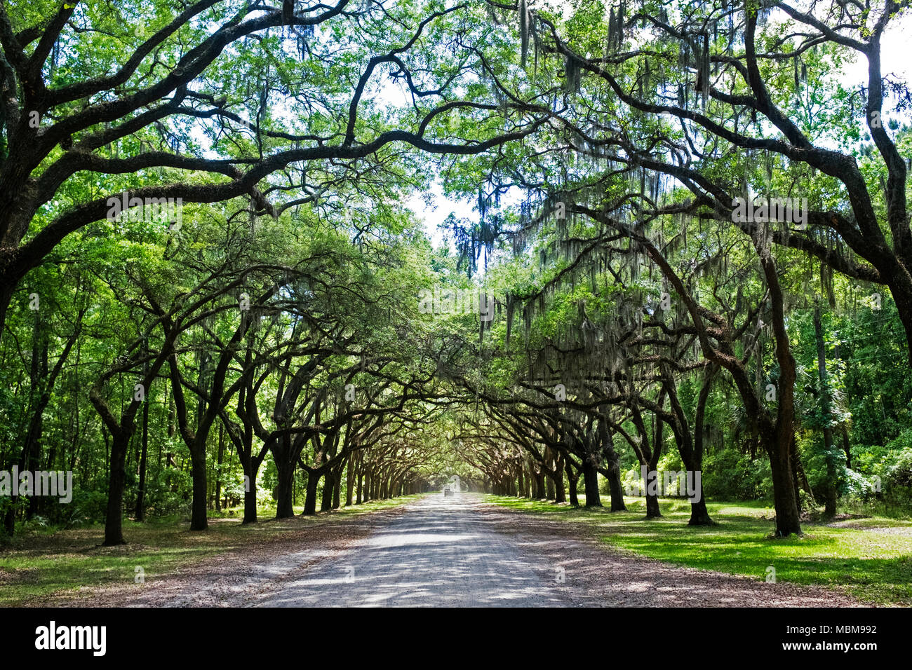 Oak tree road Stock Photo - Alamy