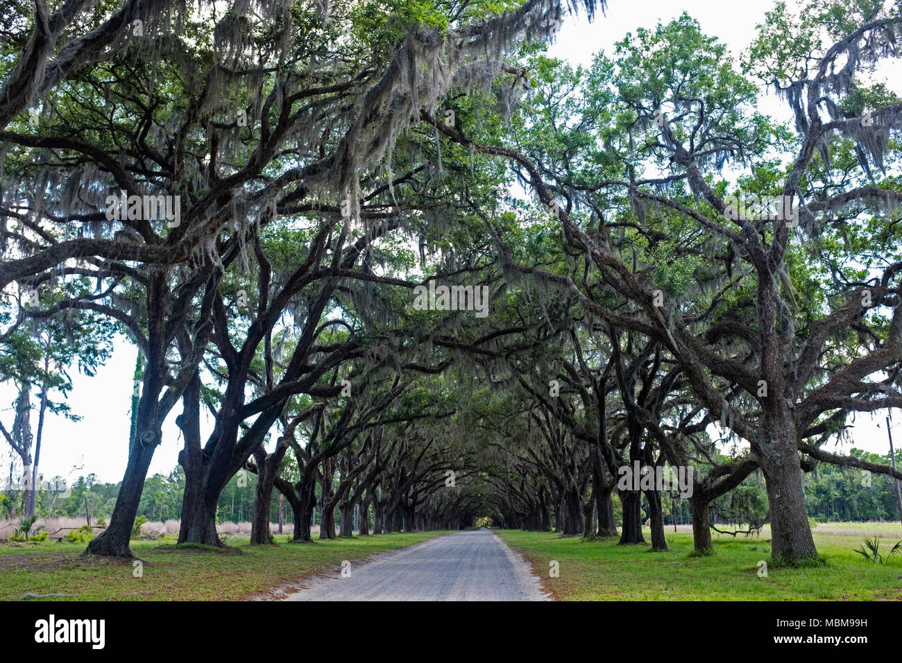 Oak tree road Stock Photo - Alamy