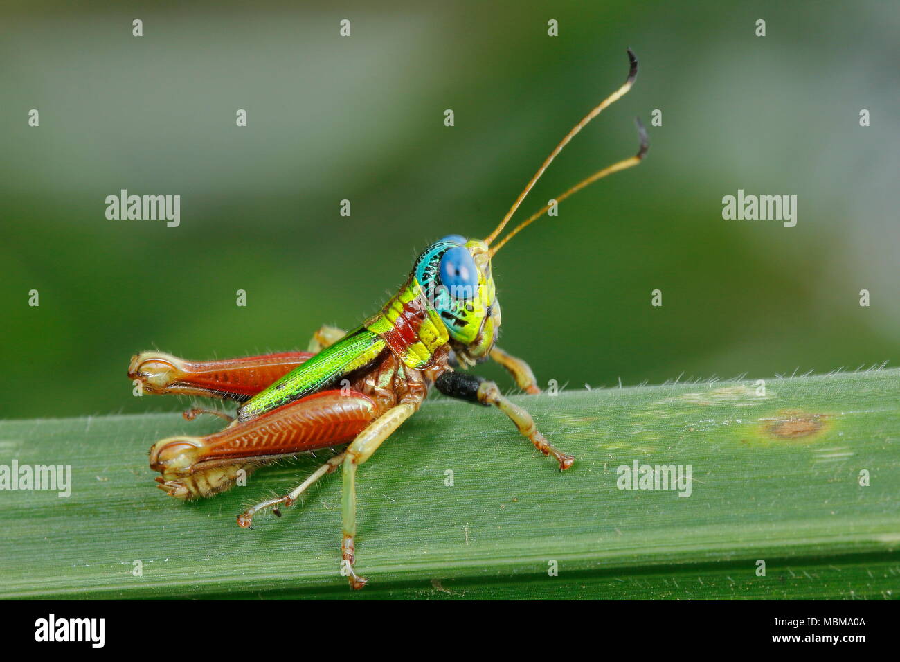 Megacheilacris vallensis (Descamps & Amédégnato, 1971) Orthoptera ...