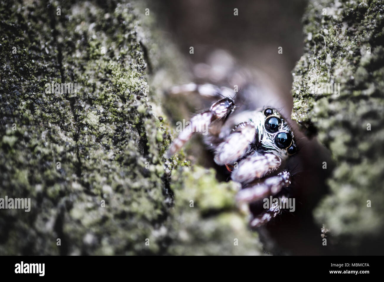 Curious jumping spider animal hi-res stock photography and images - Alamy