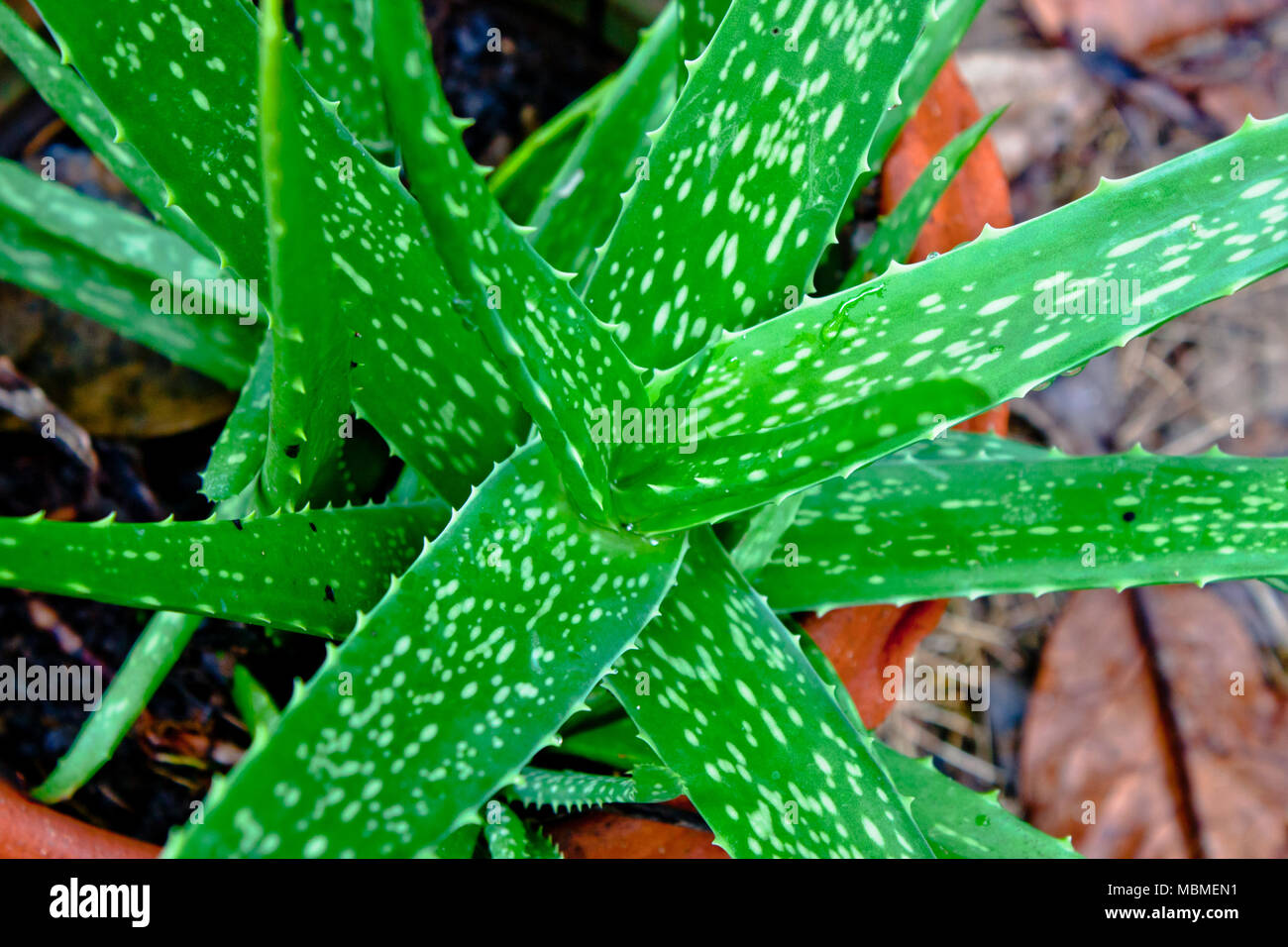 Alovera natural green plant hi-res stock photography and images - Alamy