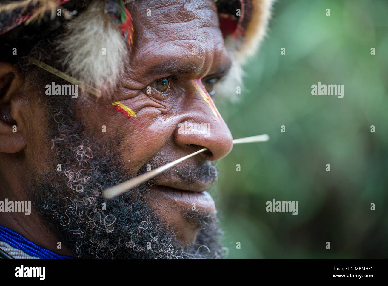 Close-up portrait of an adult Huli wigman performing during a sing-sing ...
