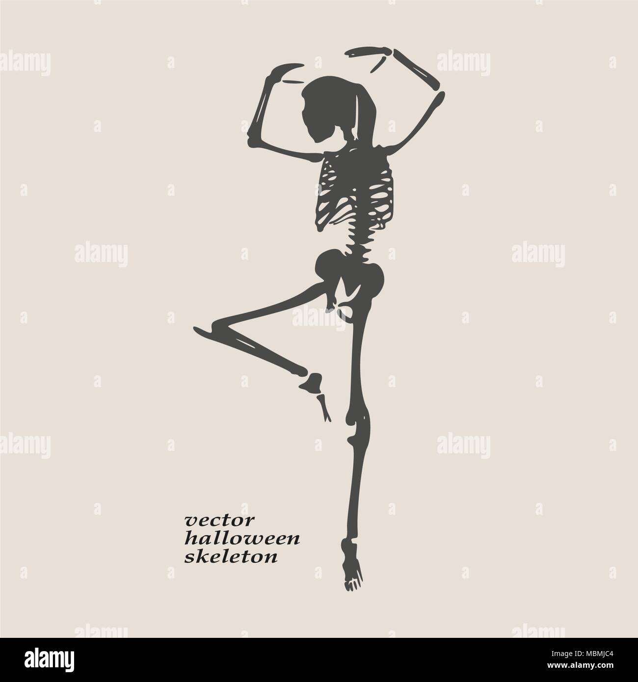 Skeleton backbone bones human skull Stock Vector Images - Alamy