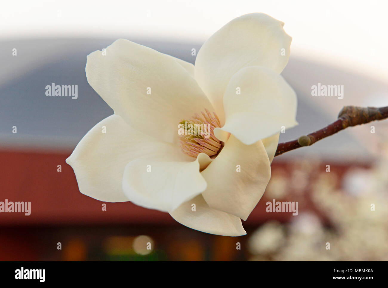 Magnolia flowers open at the main entrance to the National Center for ...