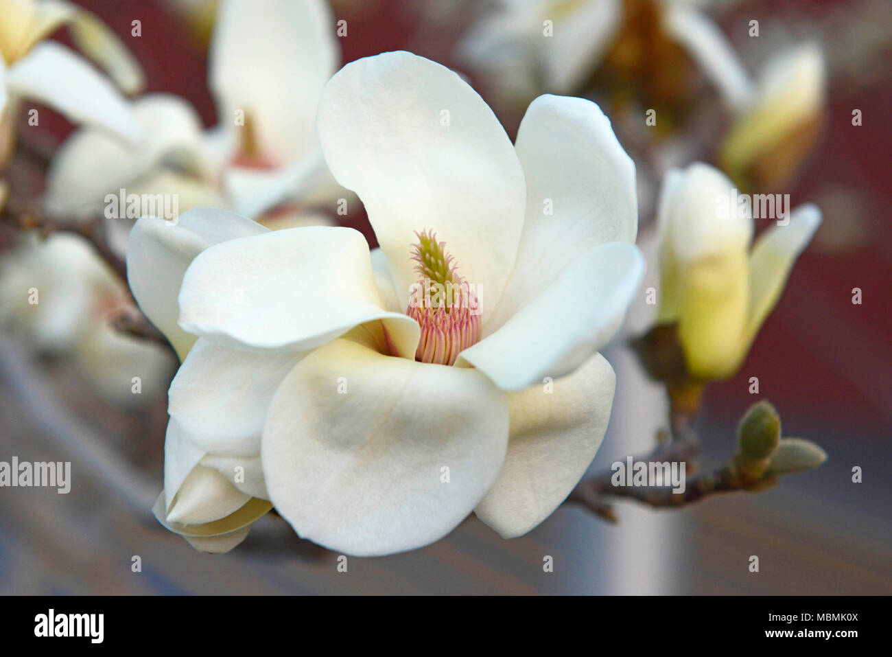 Magnolia flowers open at the main entrance to the National Center for ...