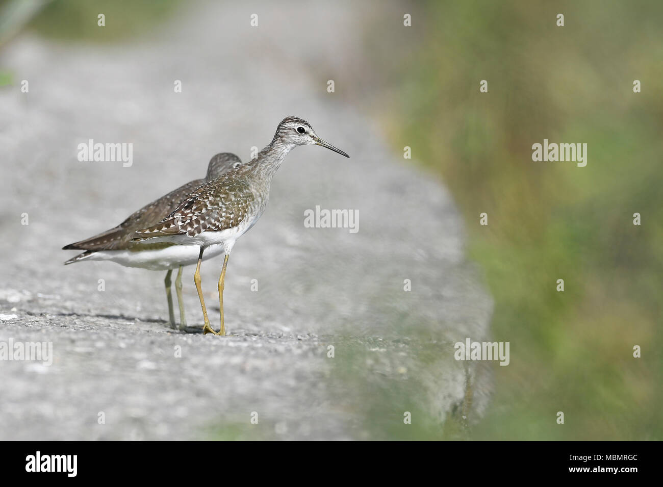 Common sandpiper india hi-res stock photography and images - Alamy