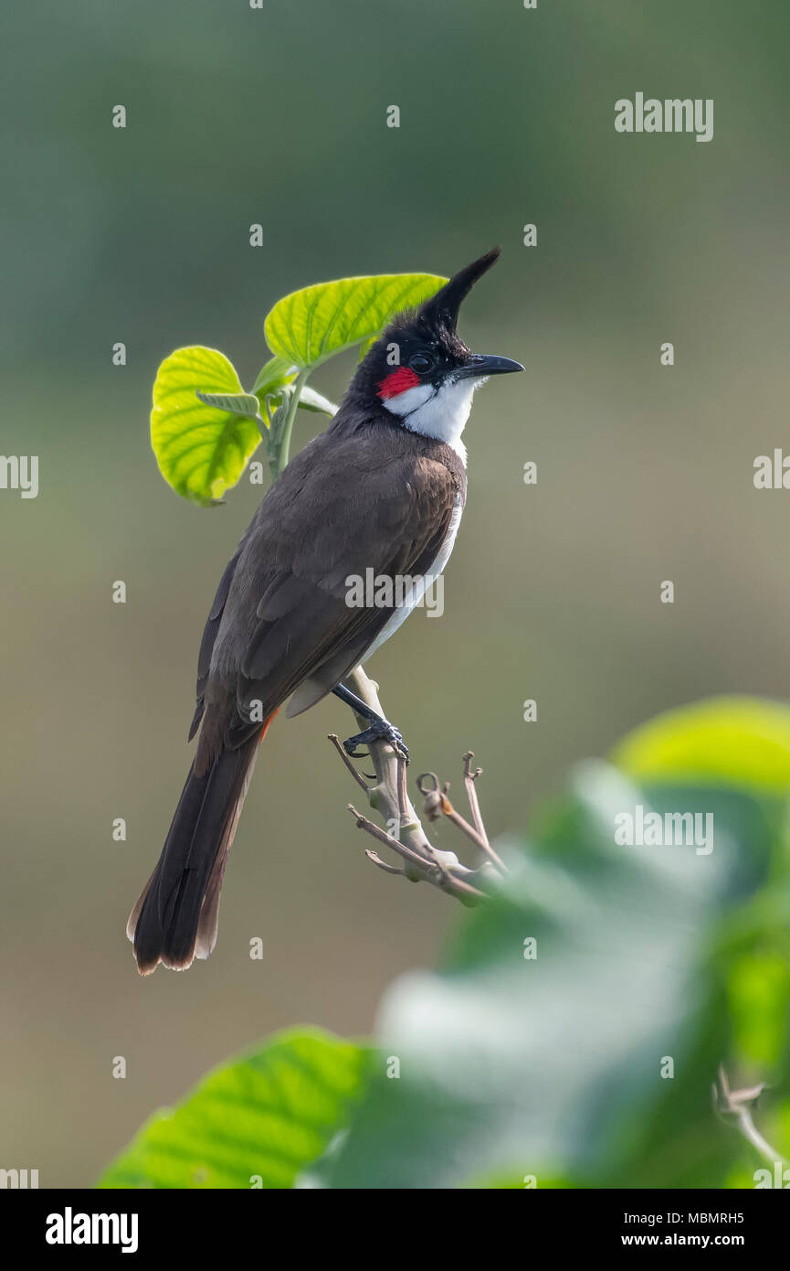Beautiful bulbul birds hi-res stock photography and images - Alamy