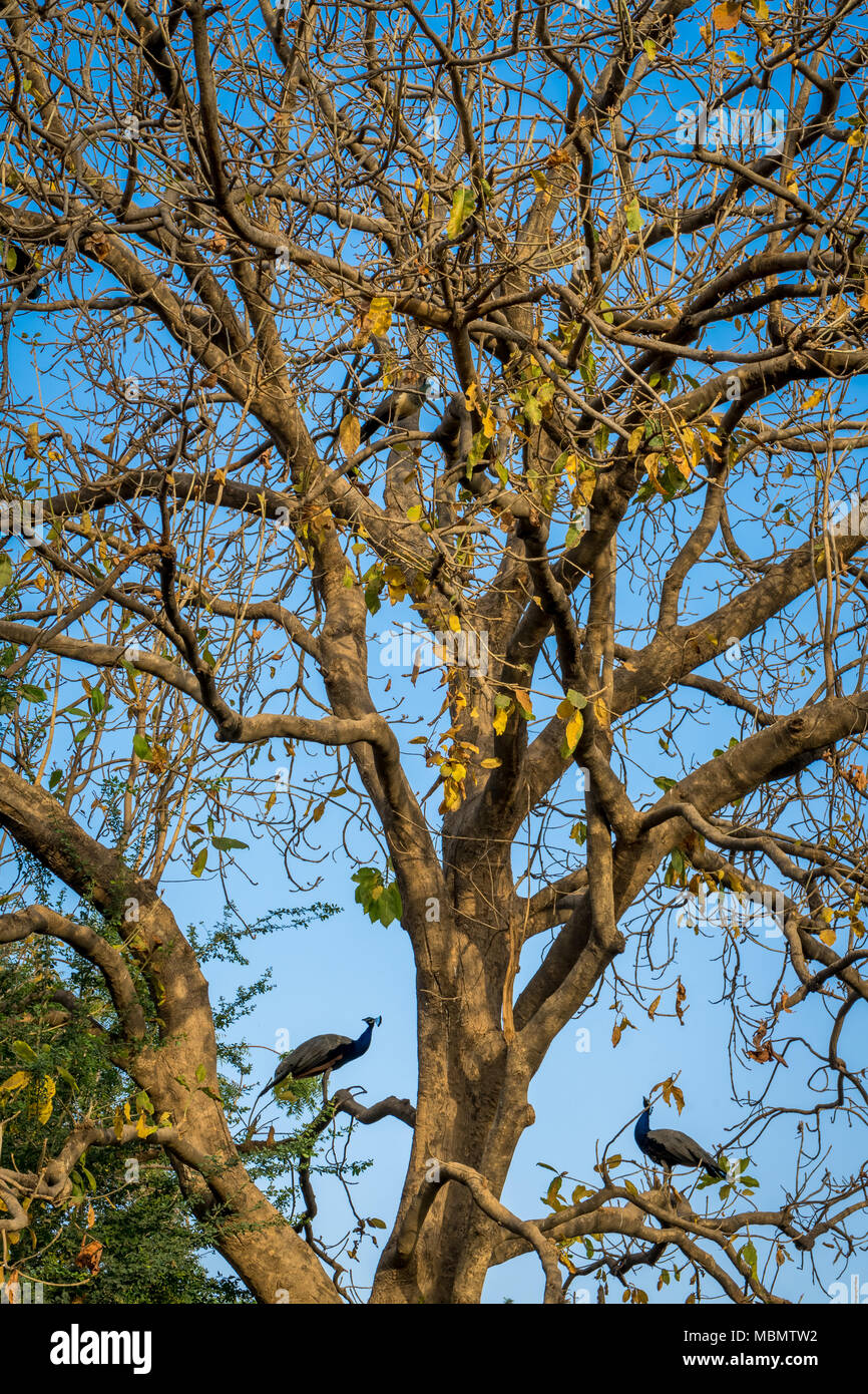 Peacock sitting on tree branch hi-res stock photography and images - Alamy