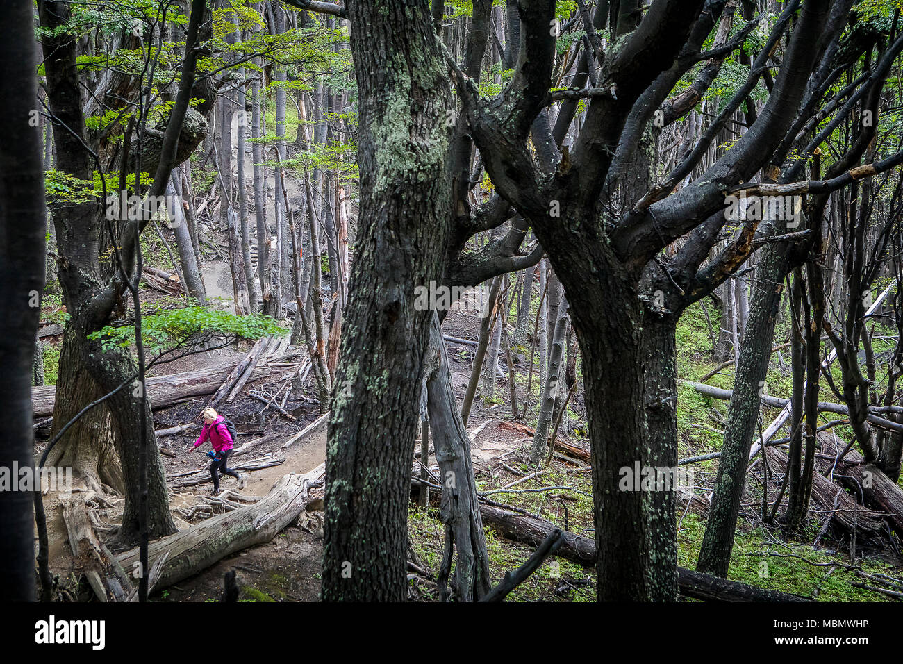 Hikers near Chileno refuge, through Lenga forest, Nothofagus pumilio ...