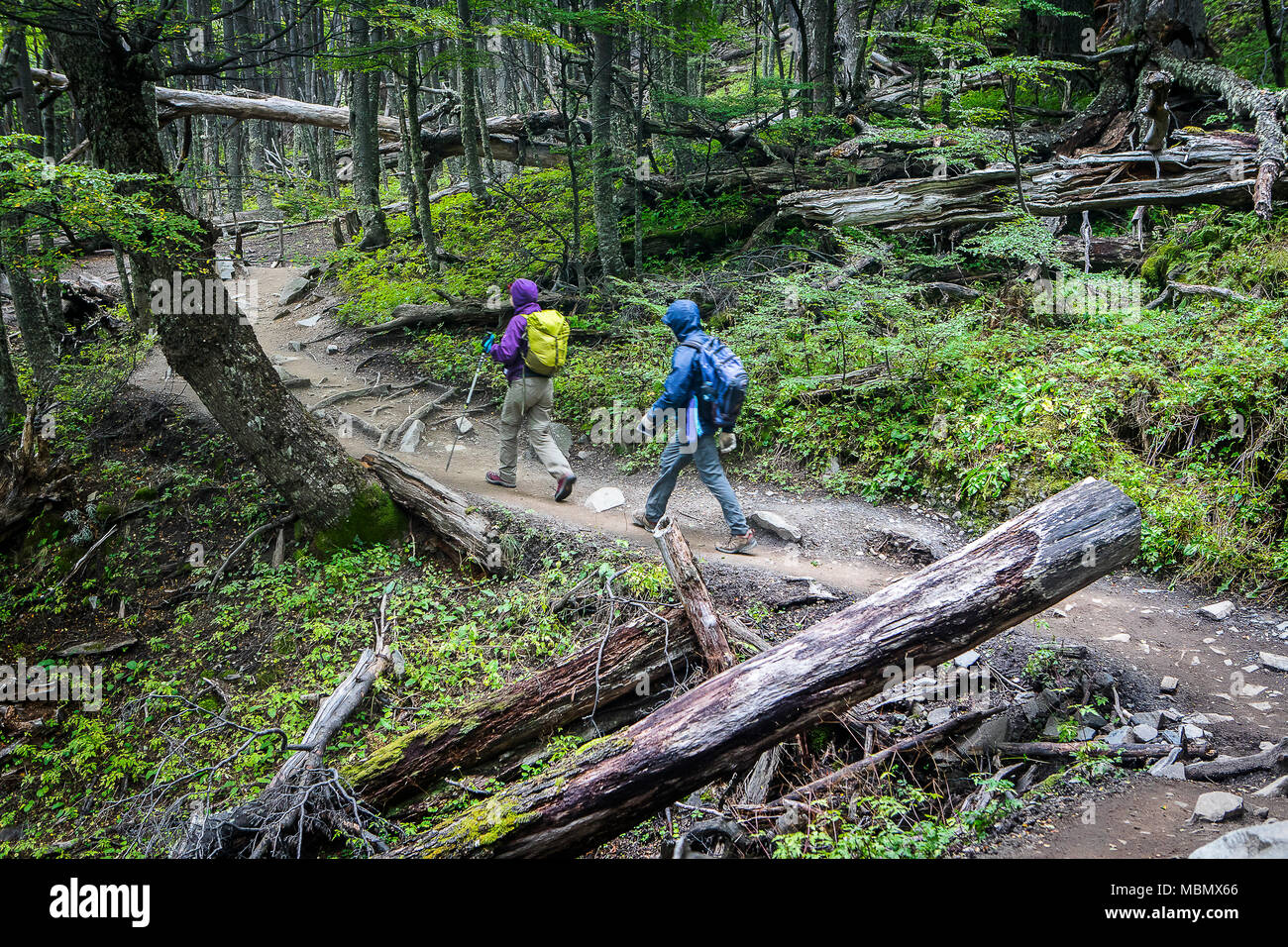 Hikers near Chileno refuge, through Lenga forest, Nothofagus pumilio ...