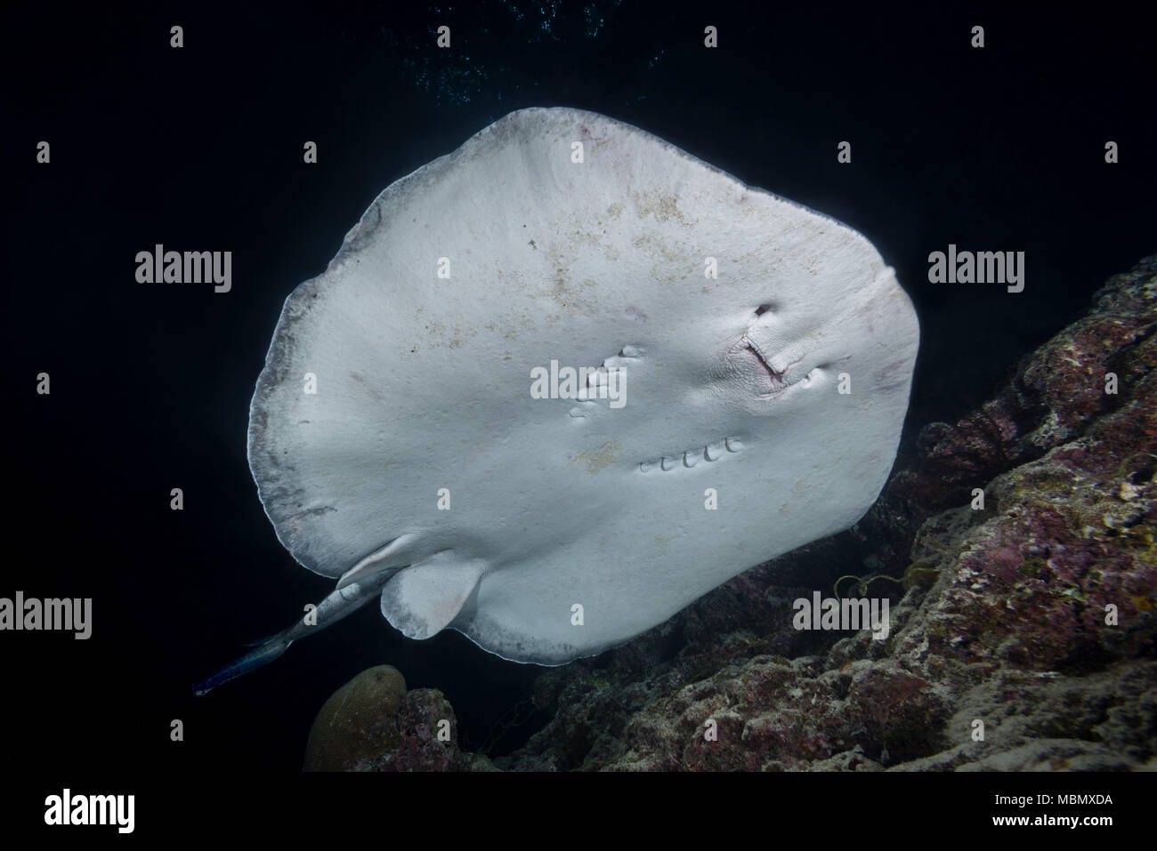 Round ribbontail ray (Taeniura meyeni) swim near reef in the night ...