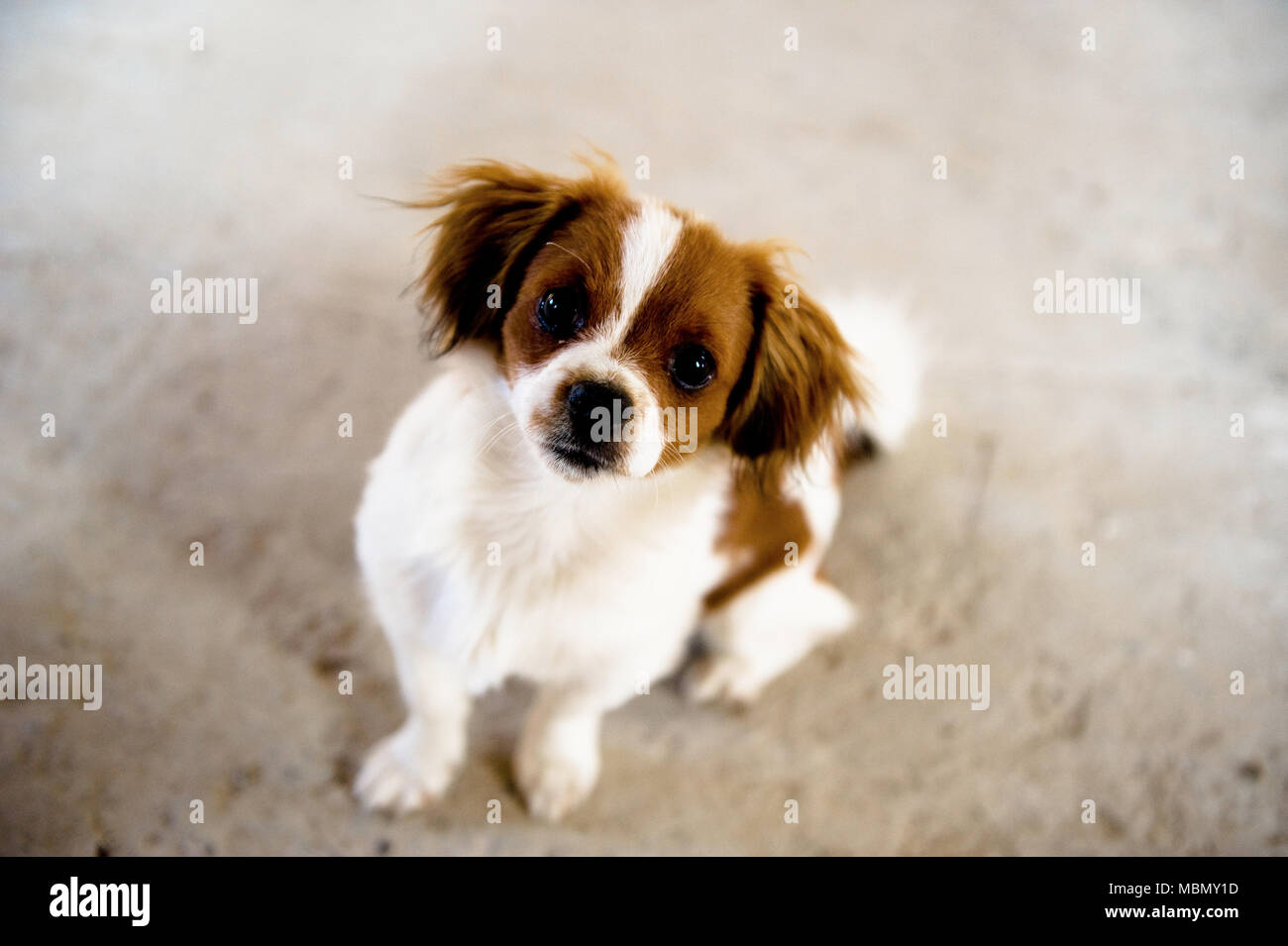 Cute small dog looking curious at his master Stock Photo - Alamy