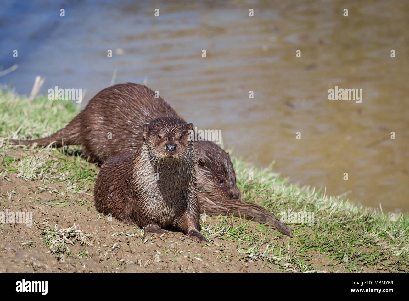 European Otter (Lutra Lutra) at the British Wildlife Centre, Lingfield ...
