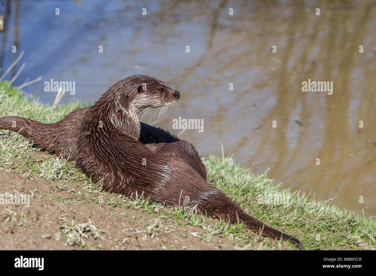 Otters uk hi-res stock photography and images - Alamy