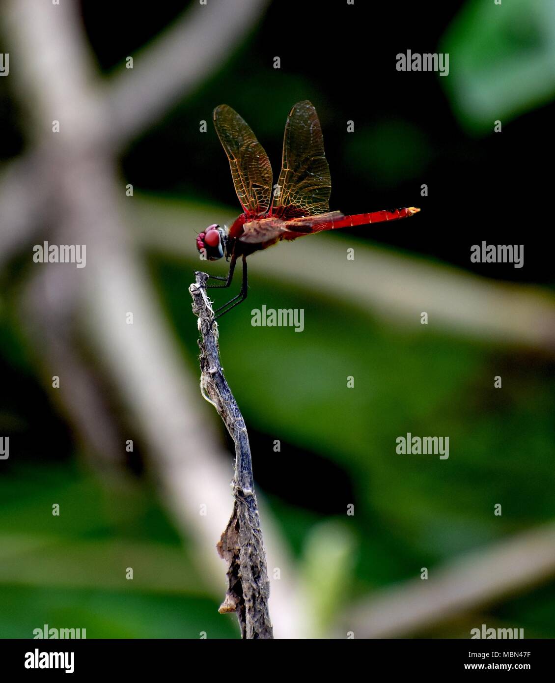 Beauty of fly hi-res stock photography and images - Alamy