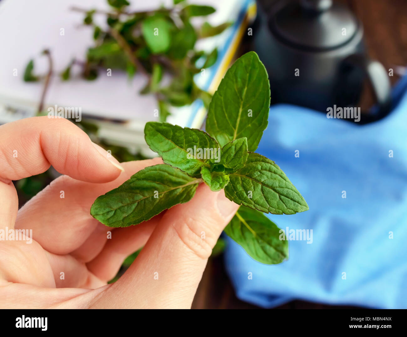 Handful of mint leaves hi-res stock photography and images - Alamy