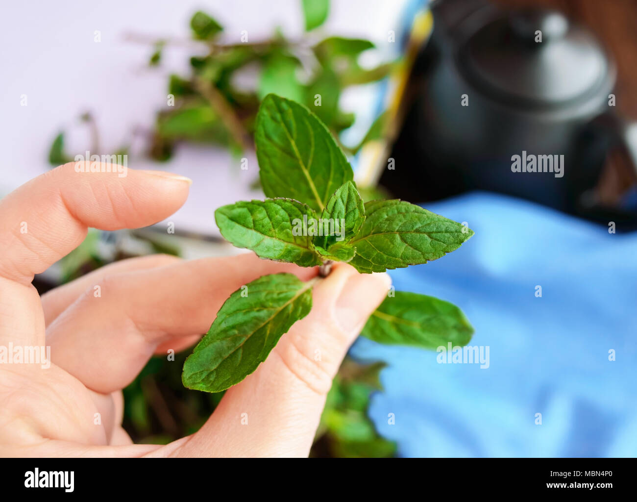 Handful of mint leaves hi-res stock photography and images - Alamy
