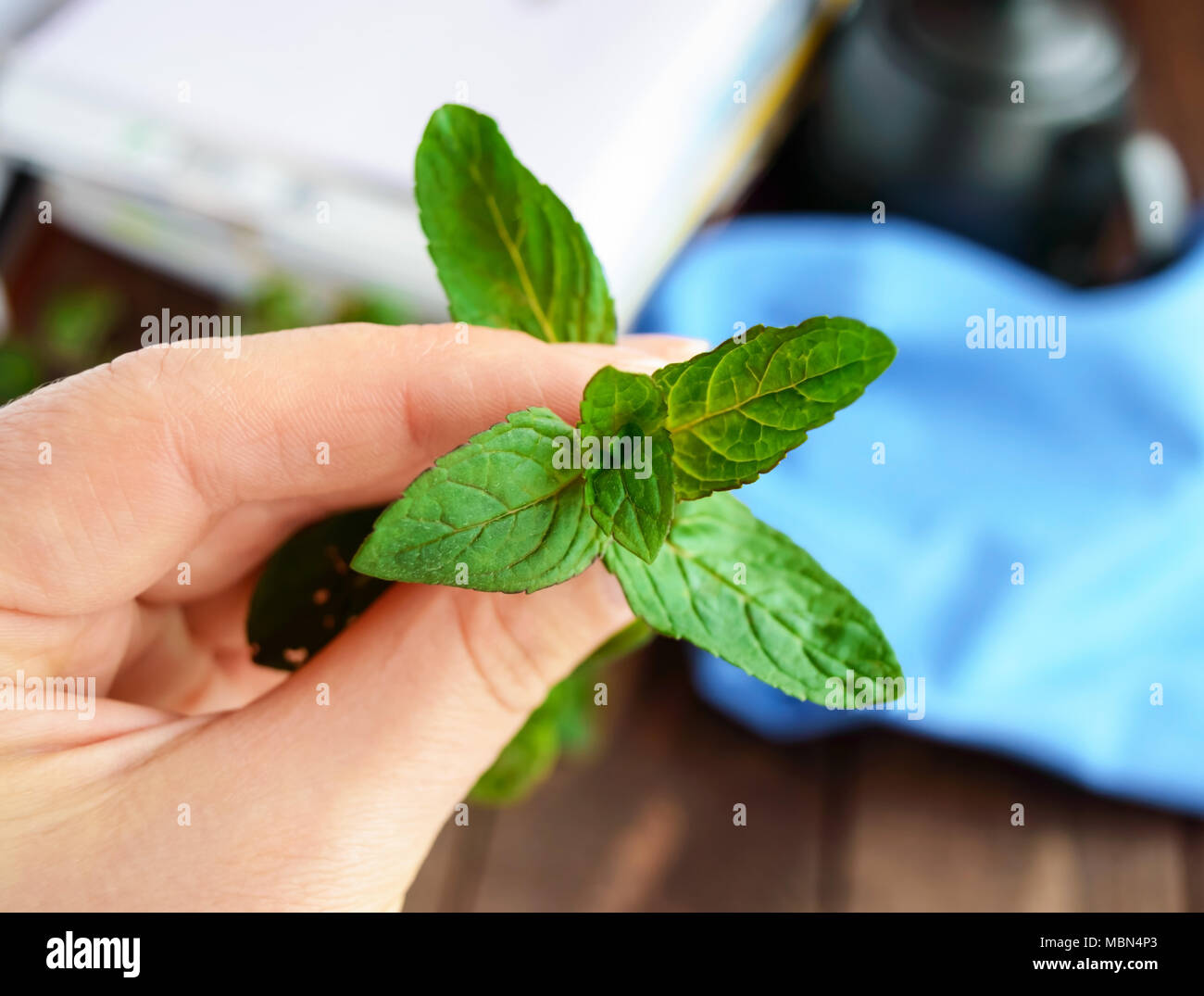 Sprig of mint in hand, holding his fingers. Close-up. For tea Stock ...