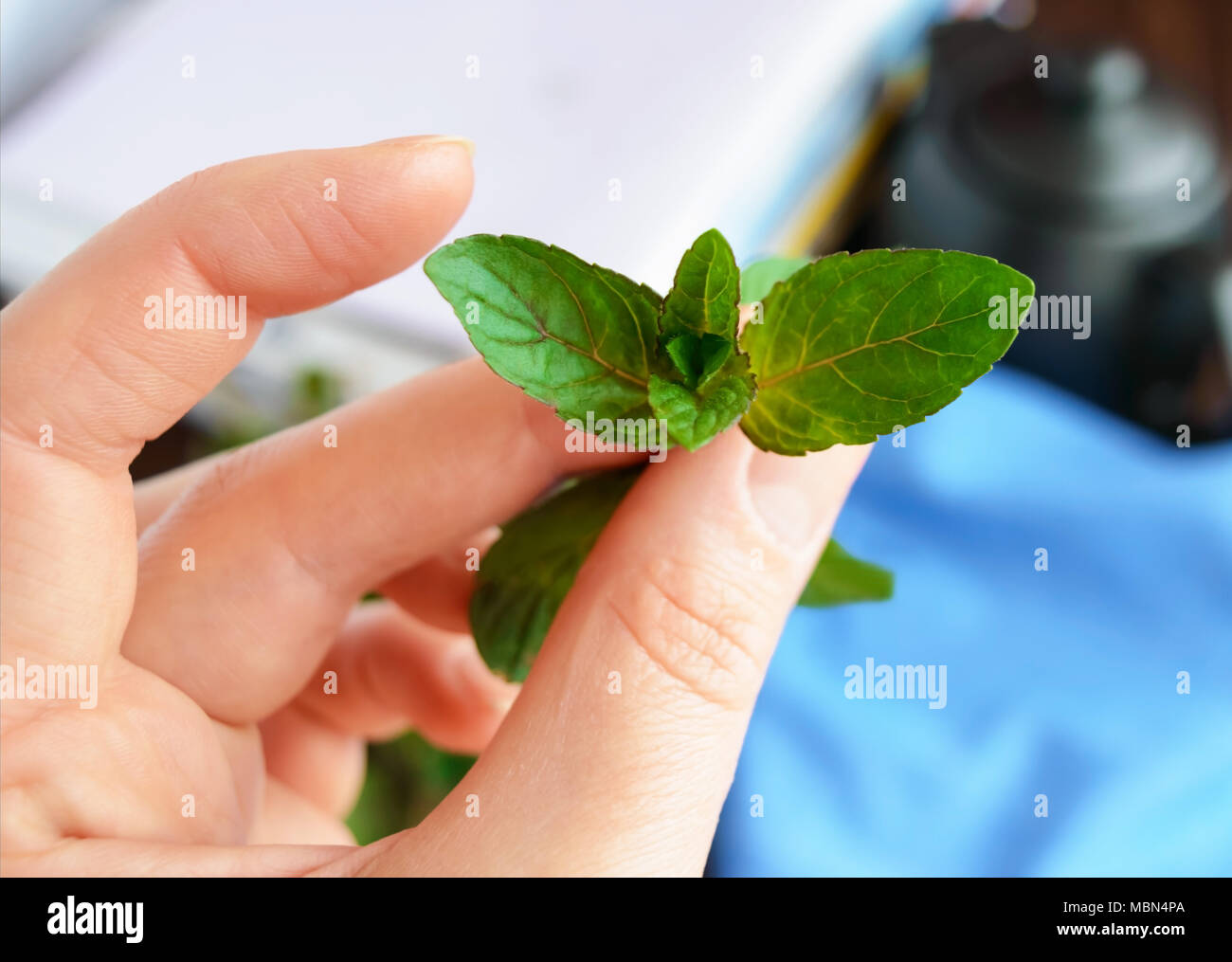 Handful of mint leaves hi-res stock photography and images - Alamy