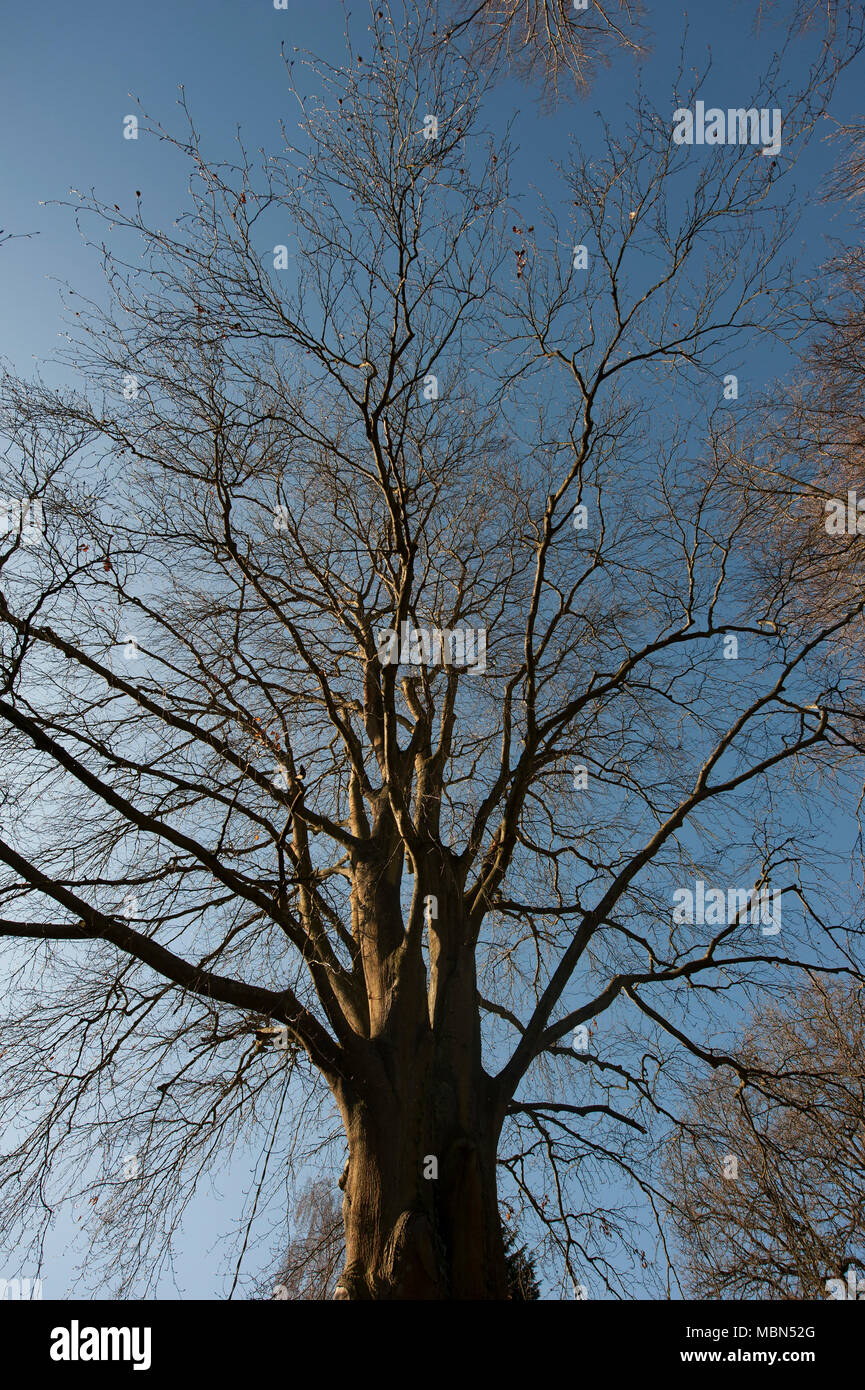 Hook heath surrey hi-res stock photography and images - Alamy