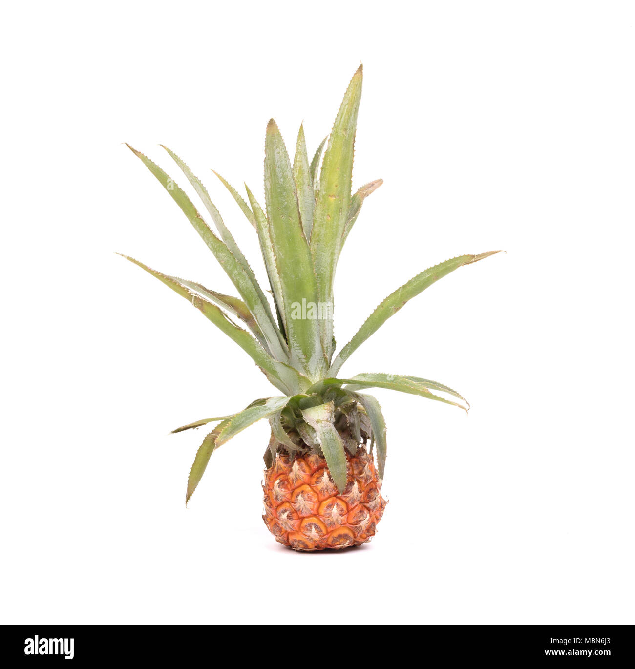 Mini fruit pineapple, isolated on a white background Stock Photo - Alamy