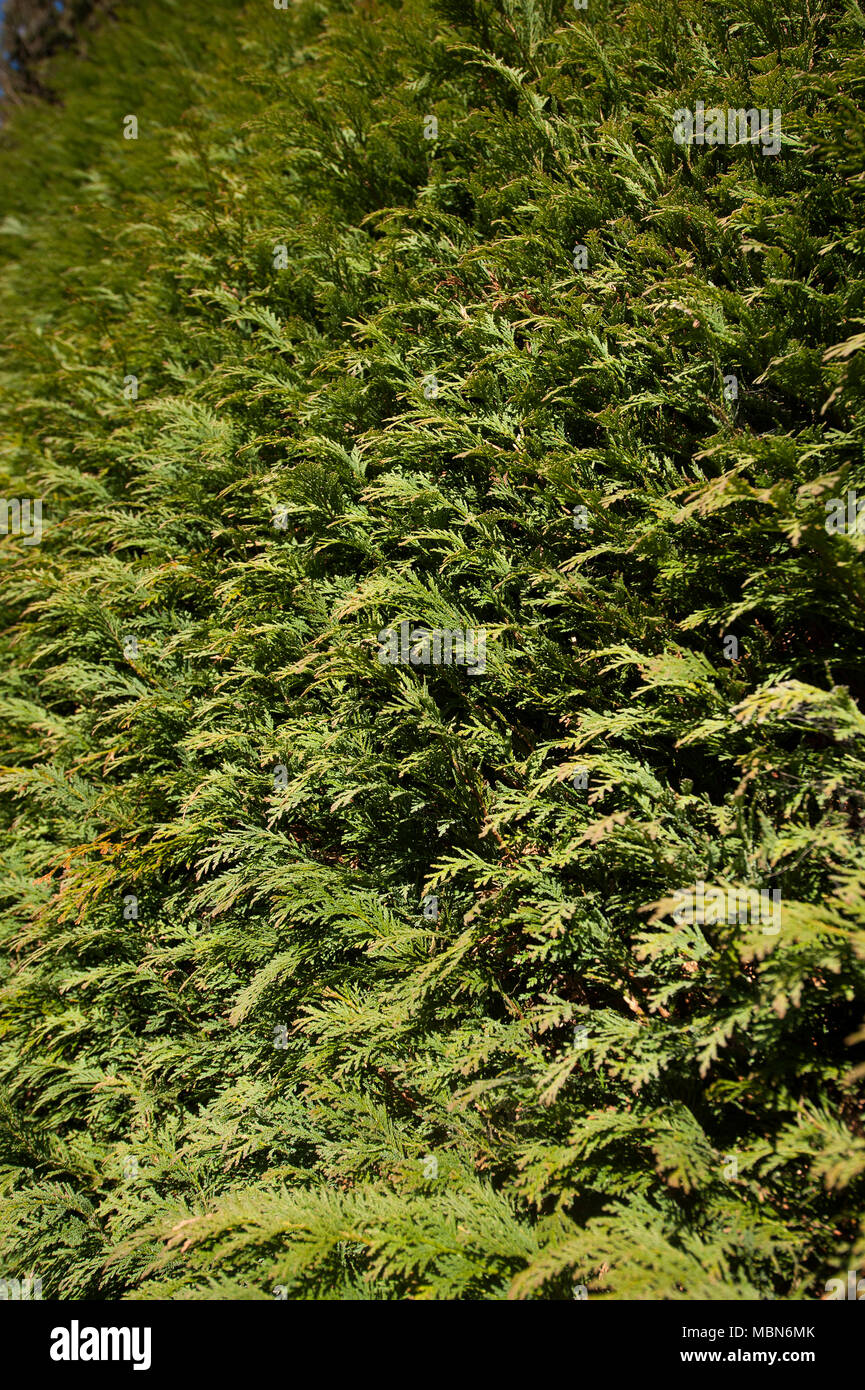 Hook heath surrey hi-res stock photography and images - Alamy