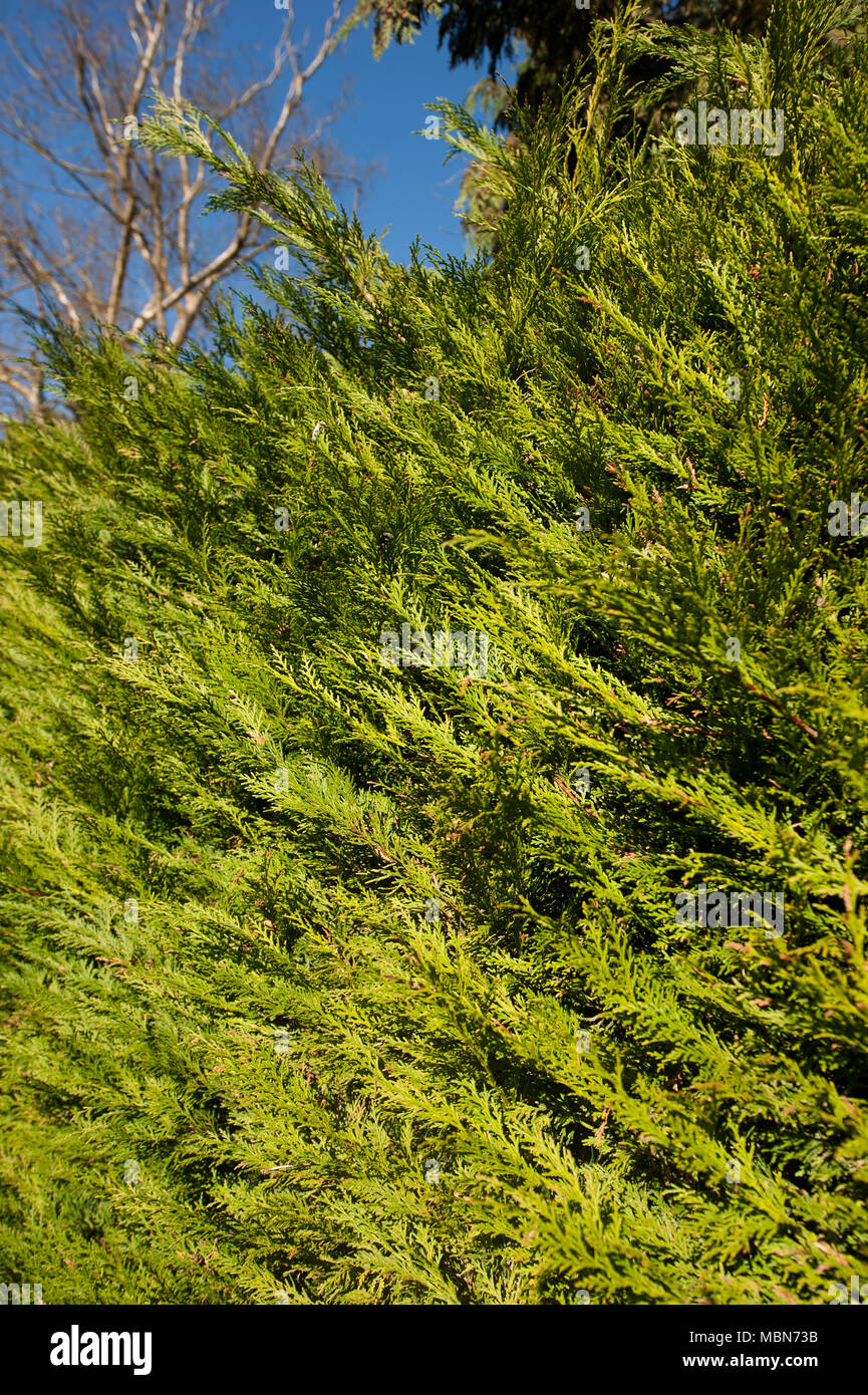 Hook heath surrey hi-res stock photography and images - Alamy