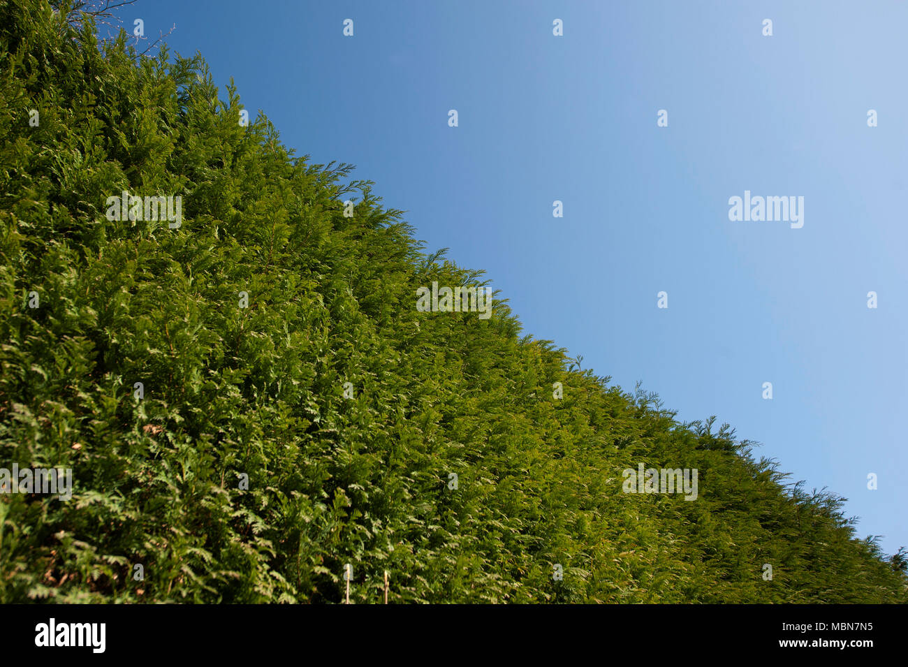 Hook heath surrey hi-res stock photography and images - Alamy