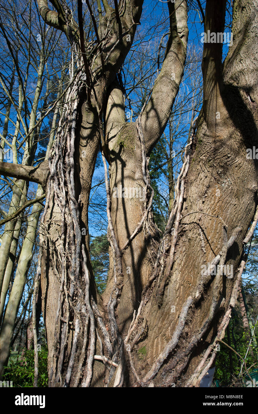 Hook heath surrey hi-res stock photography and images - Alamy
