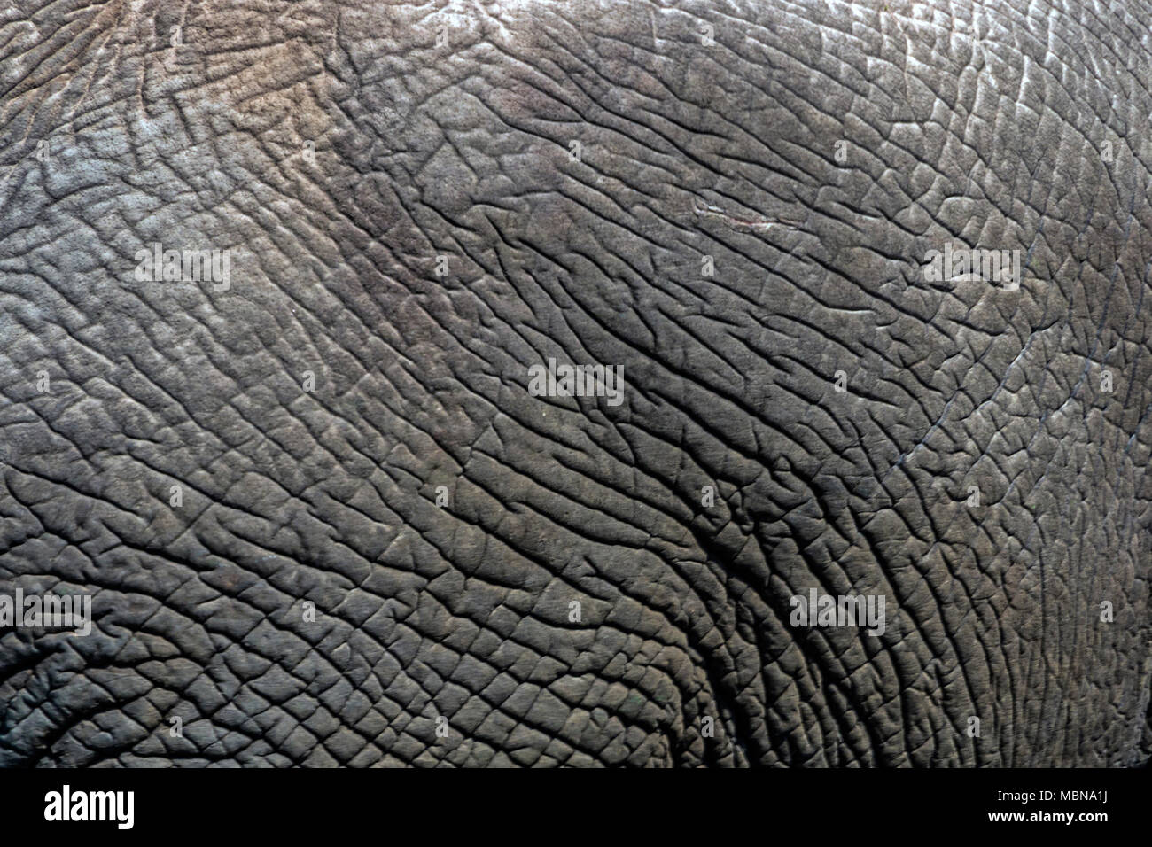 Extreme close up abstract patterns textures and wrinkle details of wild ...