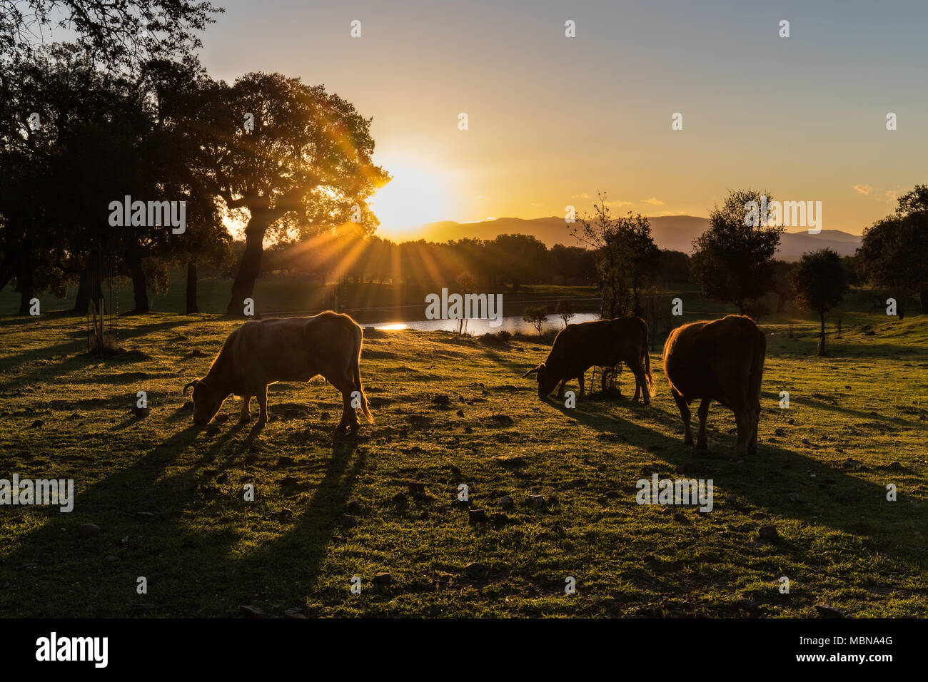 Cattle farm sunrise tree livestock hi-res stock photography and images ...