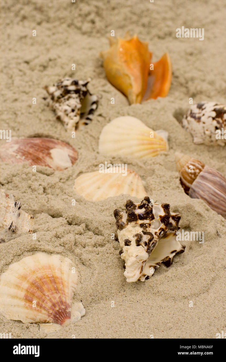 a lot of shells on sand background Stock Photo - Alamy