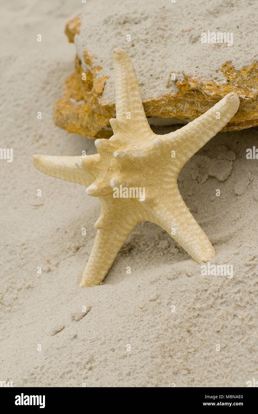 starfish and stone on sand Stock Photo - Alamy