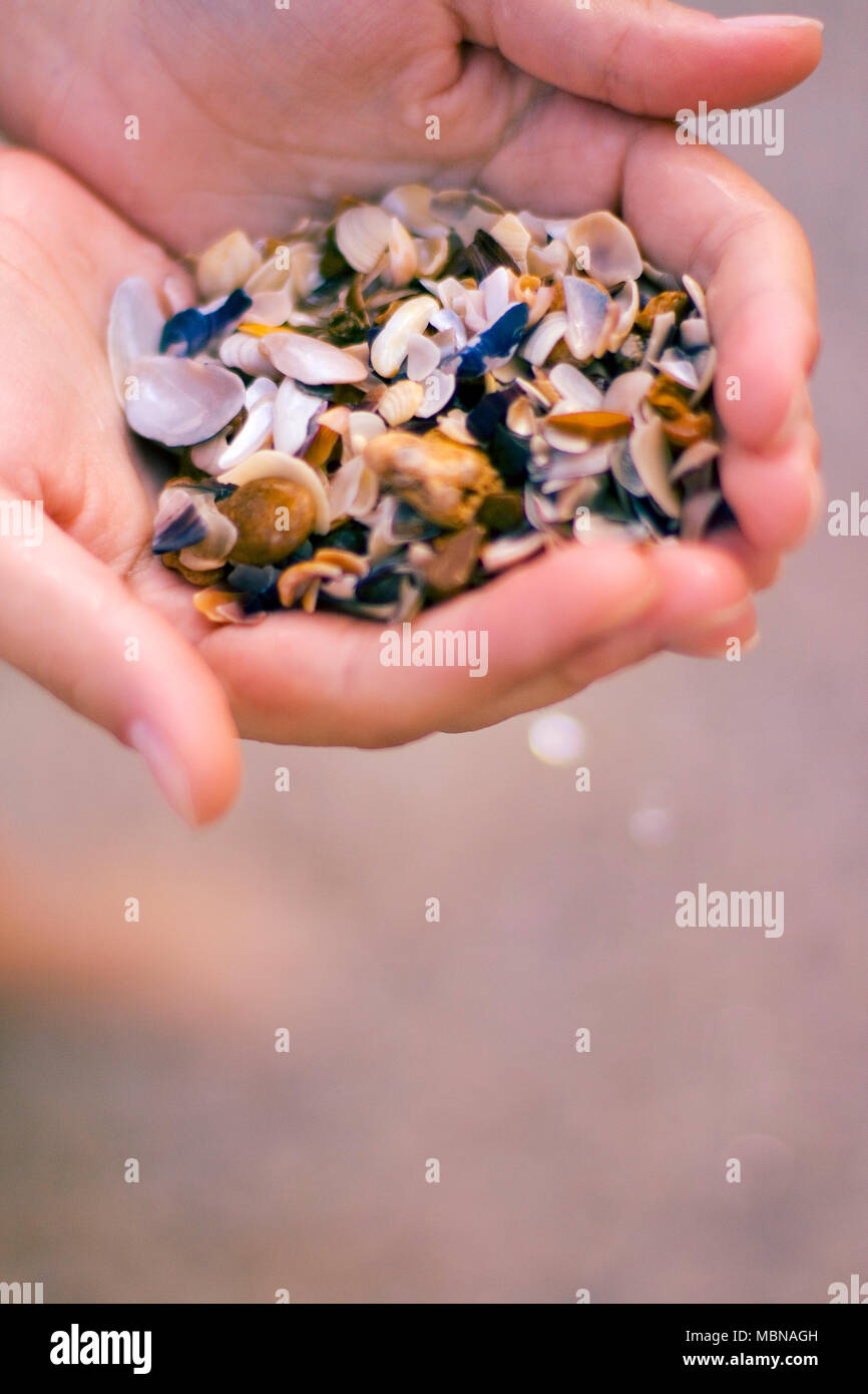 seashells in woman's hands Stock Photo - Alamy