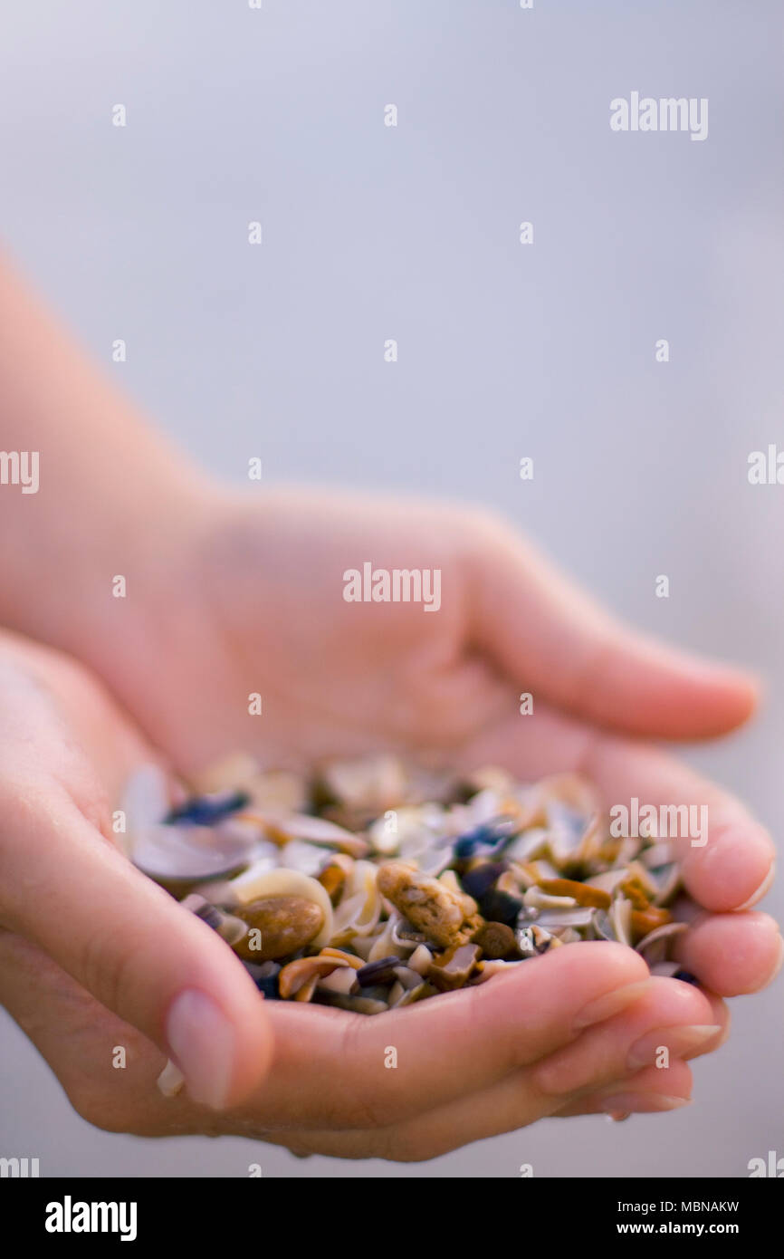 seashells in women's hands Stock Photo - Alamy