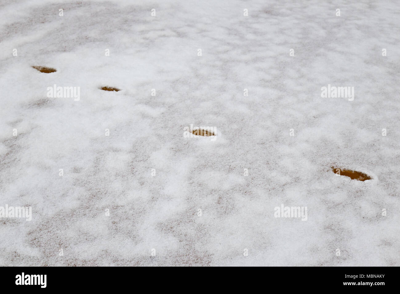 Fox footprints hi-res stock photography and images - Alamy