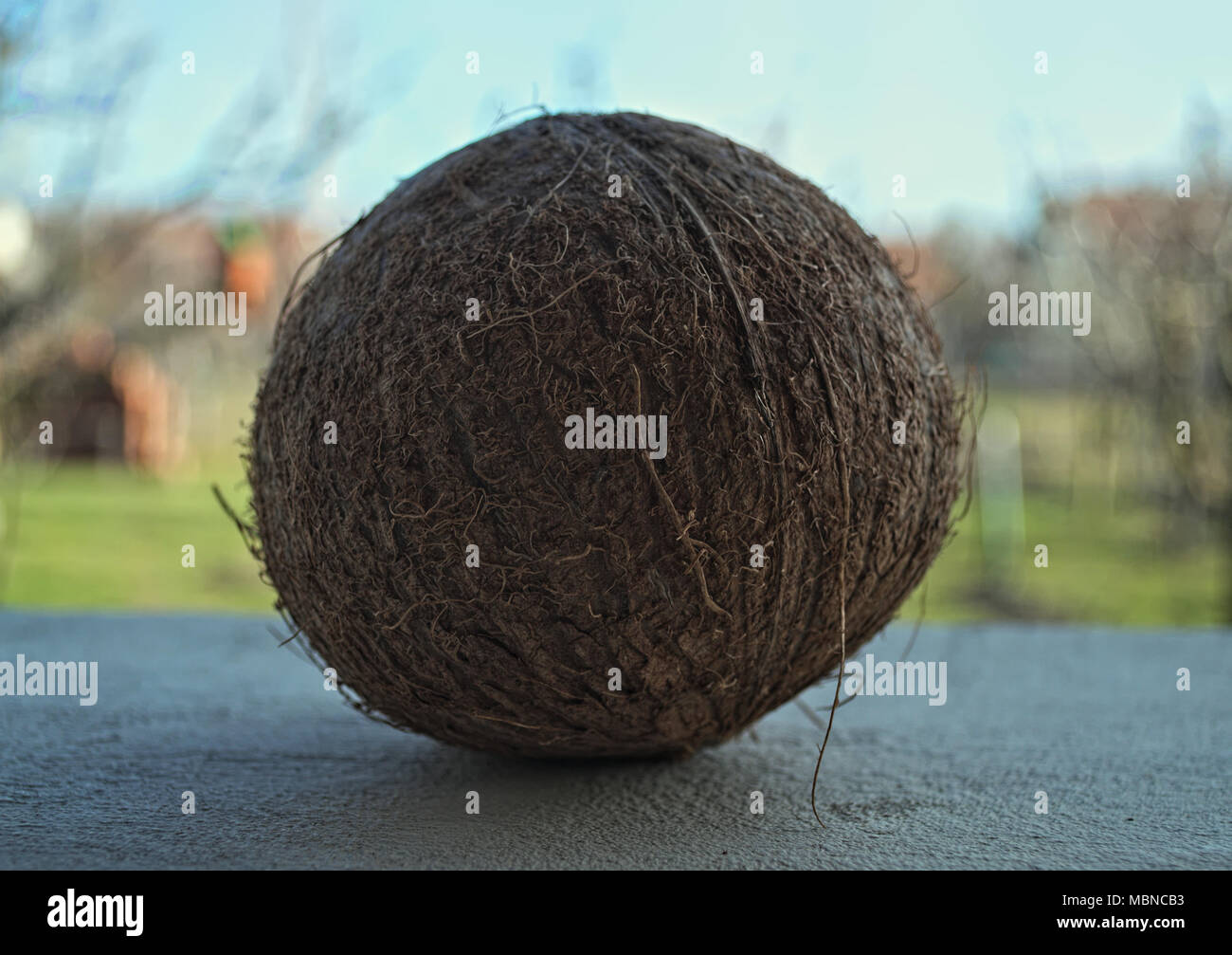 Tropic fruit coconut hi-res stock photography and images - Alamy