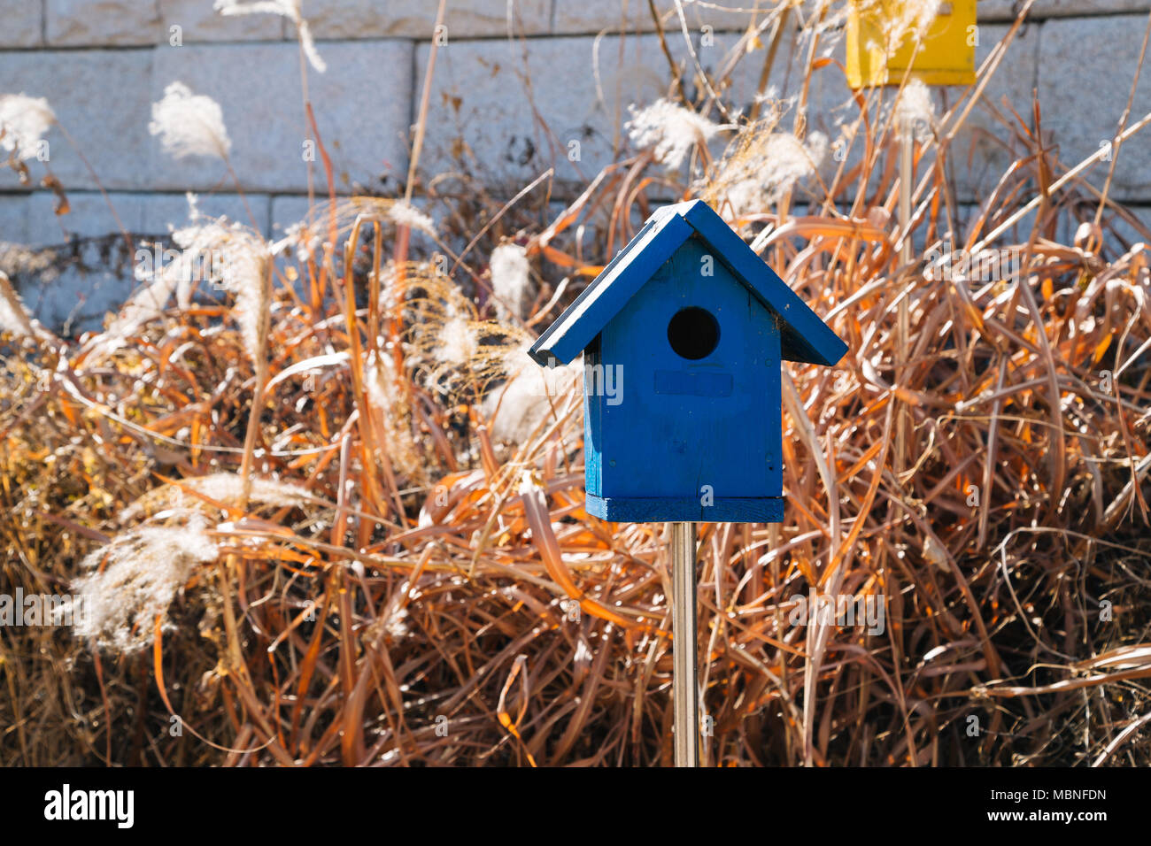 Reed nest hi-res stock photography and images - Alamy