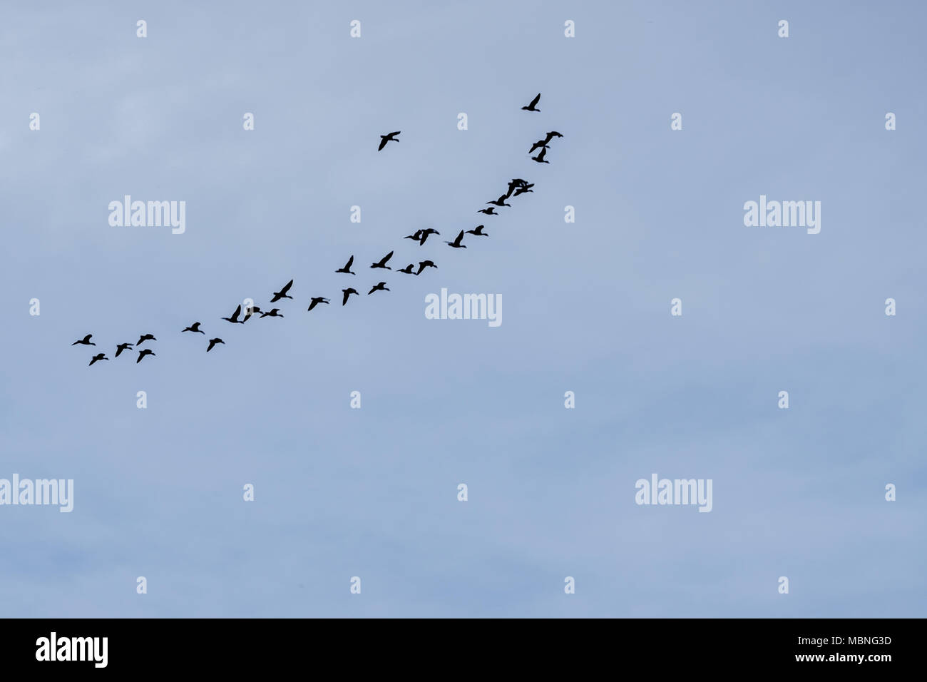 flock of ducks flying in line with blue background Stock Photo - Alamy