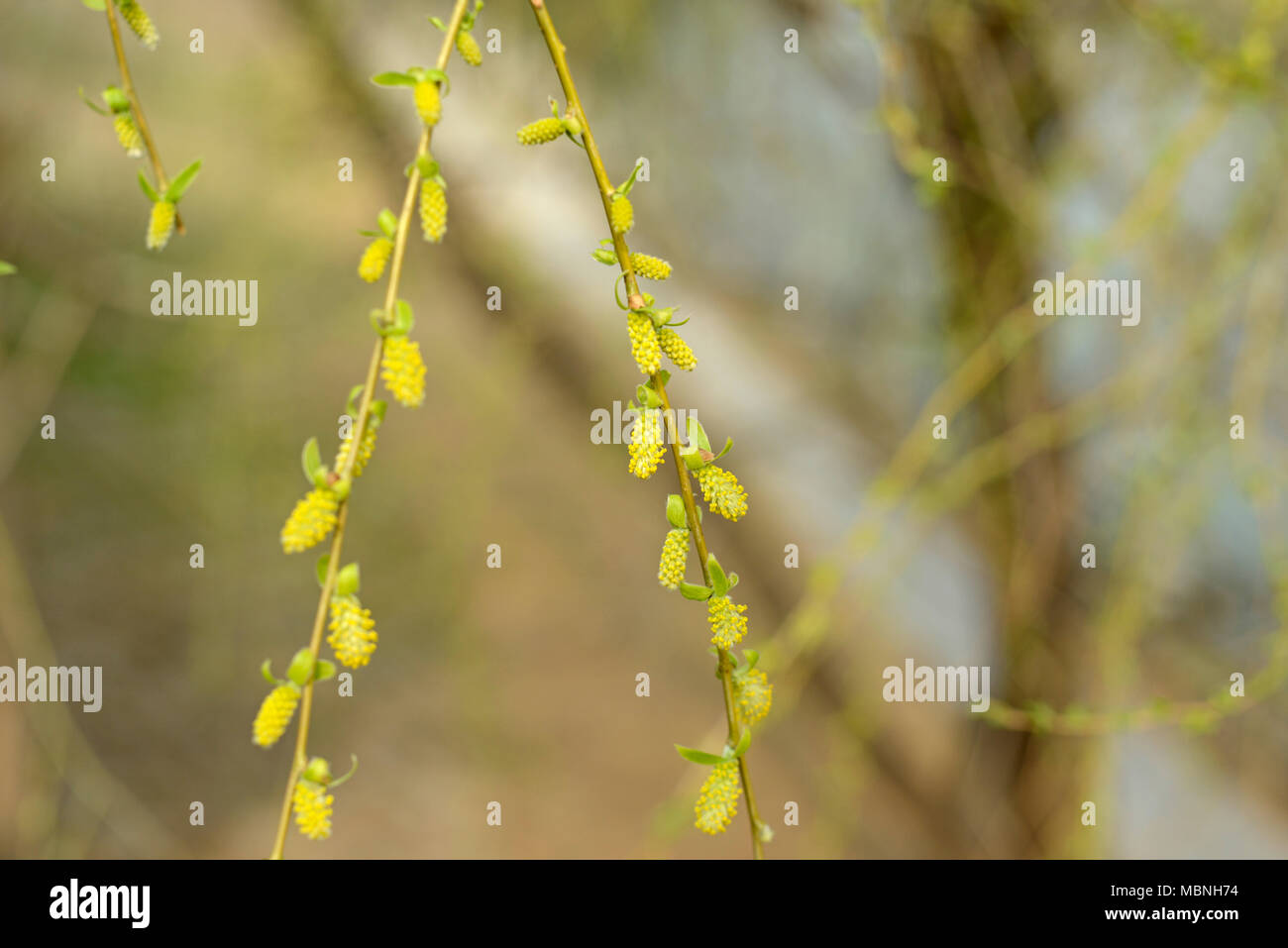 Catkins hang from tree in hi-res stock photography and images - Alamy