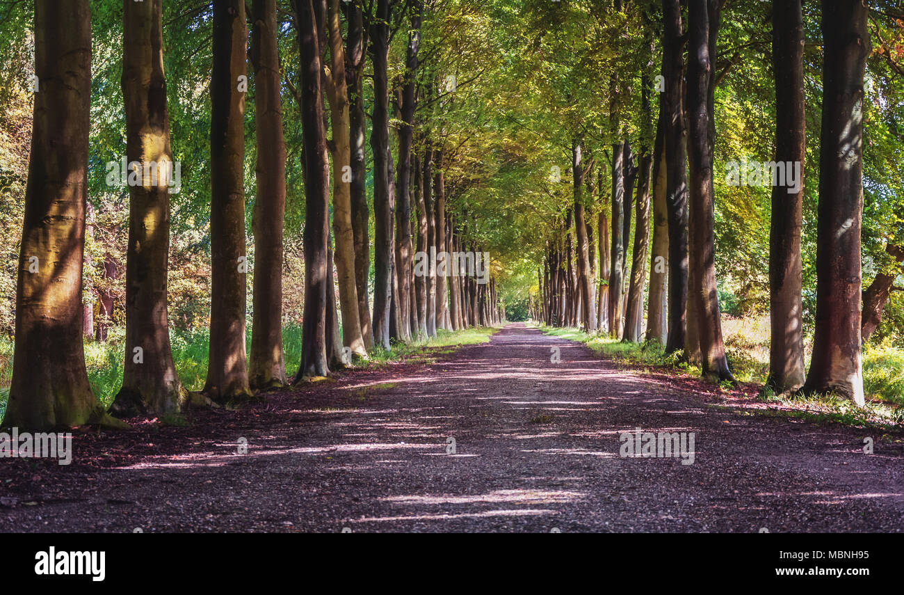 Lane of trees in a forest in the Netherlands Stock Photo - Alamy
