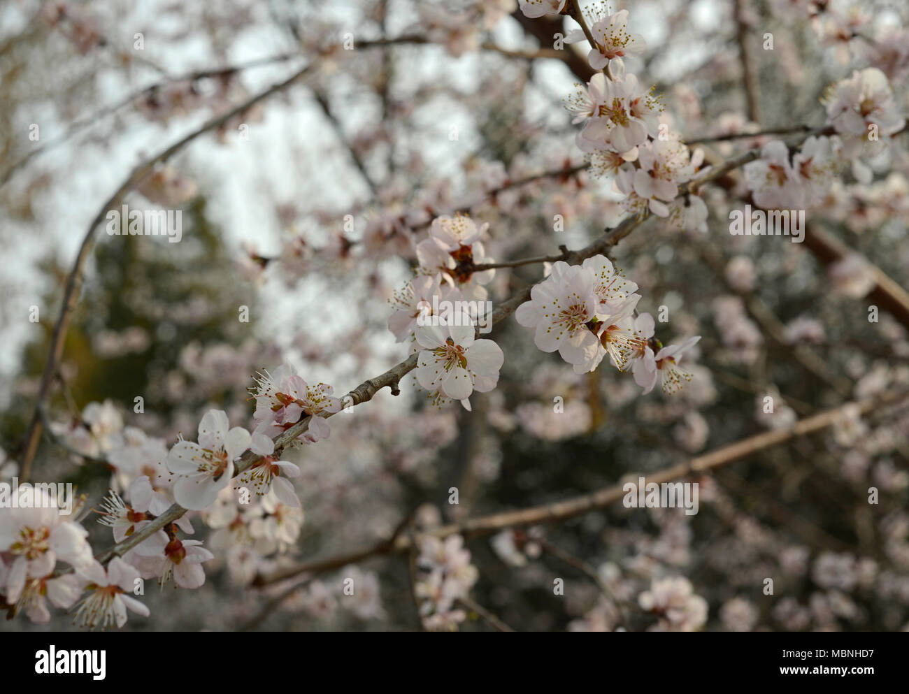 Flowering cherry tree in Chaoyang park, Beijing, China Stock Photo - Alamy