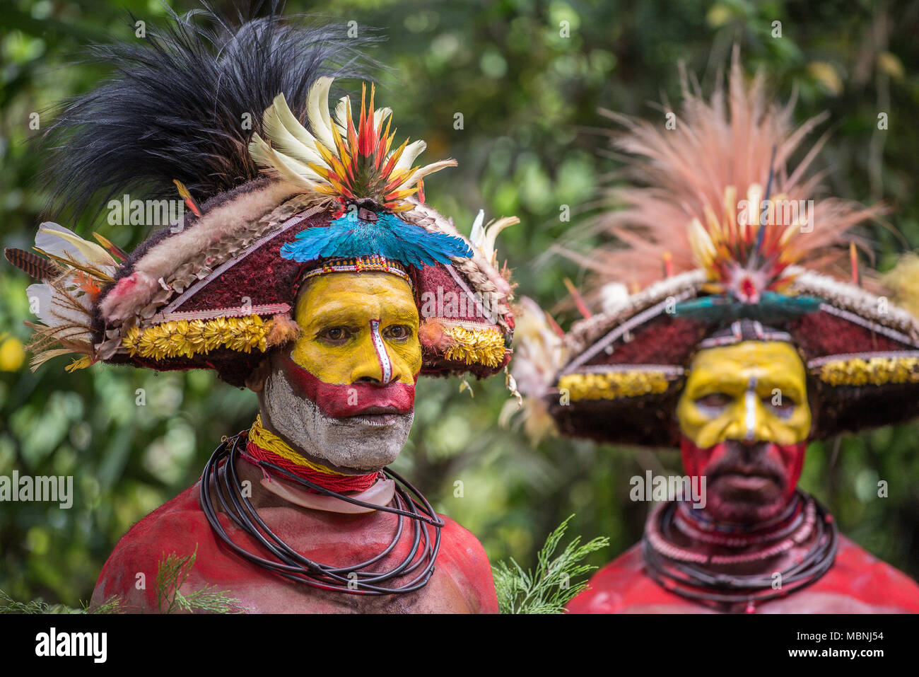 Two adult Huli wigmen performing during a sing-sing, Tari Valley, Papua ...