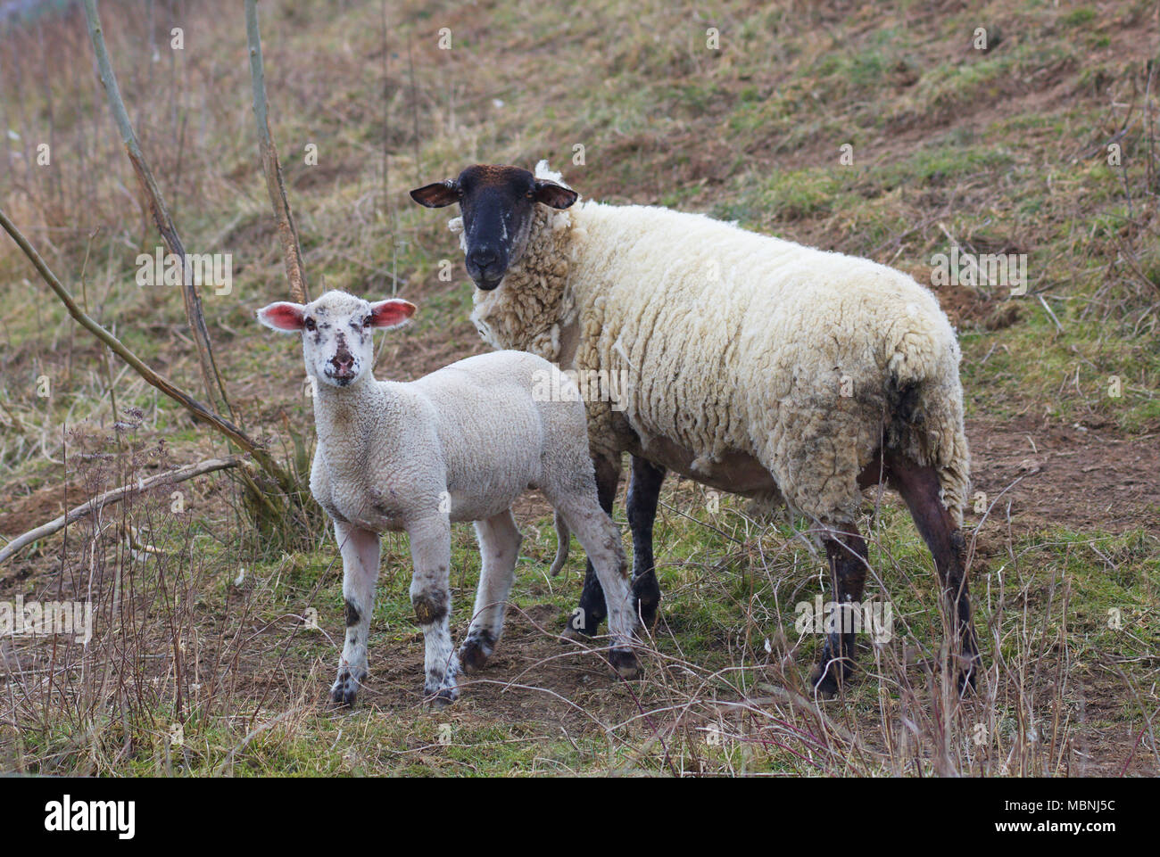 A Sheep and a Lamb standing next to each other Stock Photo - Alamy