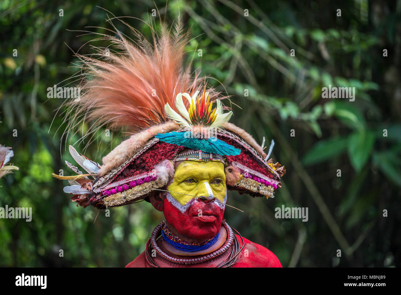 Portrait of an adult Huli wigman performing during a sing-sing, Tari ...