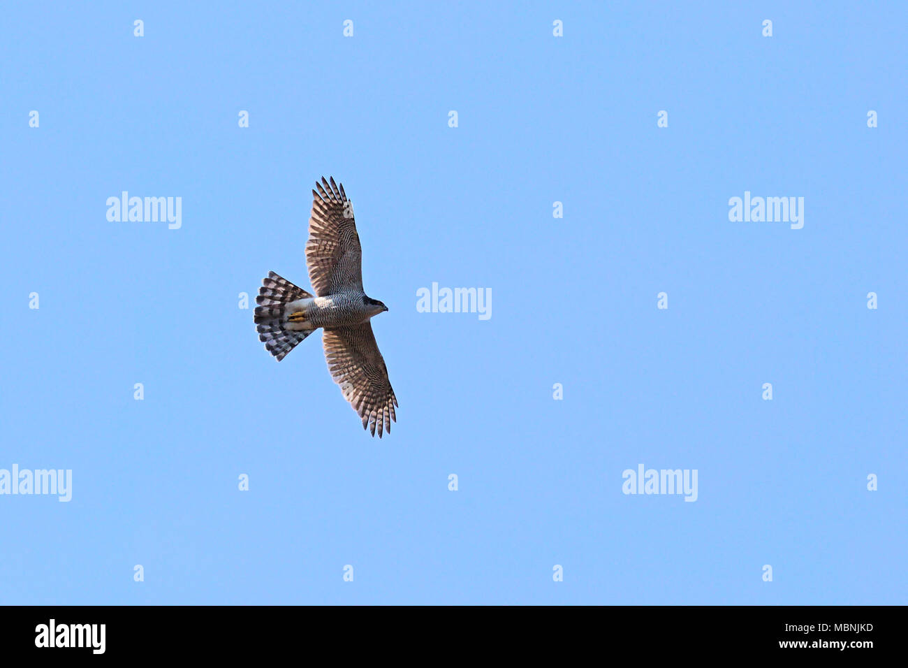 Goshawk flying hi-res stock photography and images - Alamy