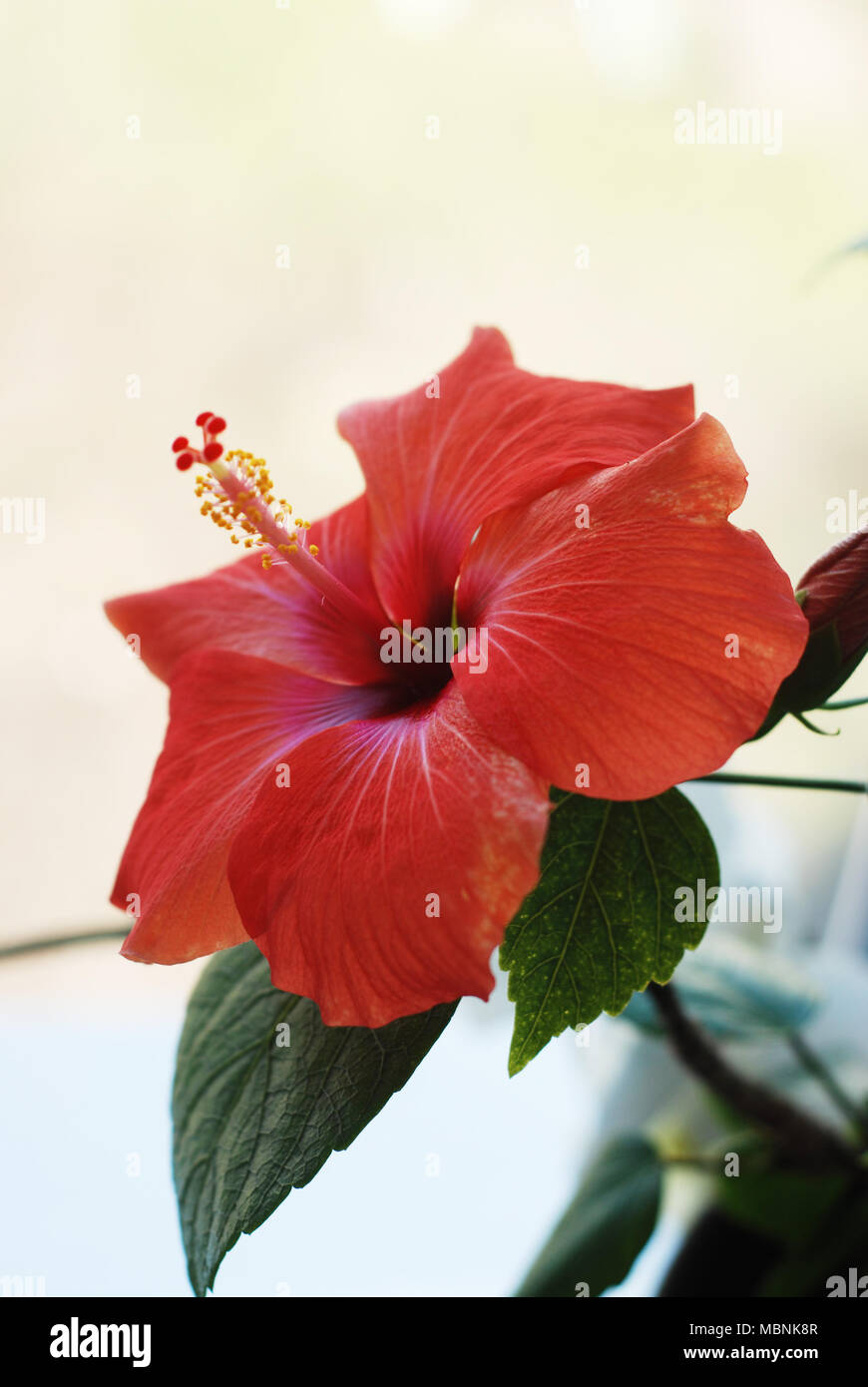 Red Hibiscus flower or Chinese Rose, China Rose, flower with leaves ...